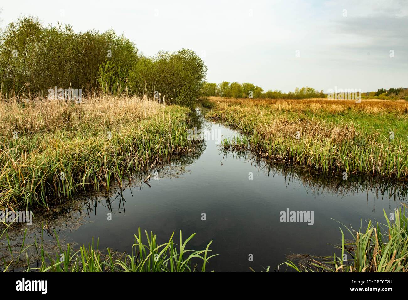 Marsh land at Thorpe St Andrew, Norwich, Norfolk Stock Photo - Alamy