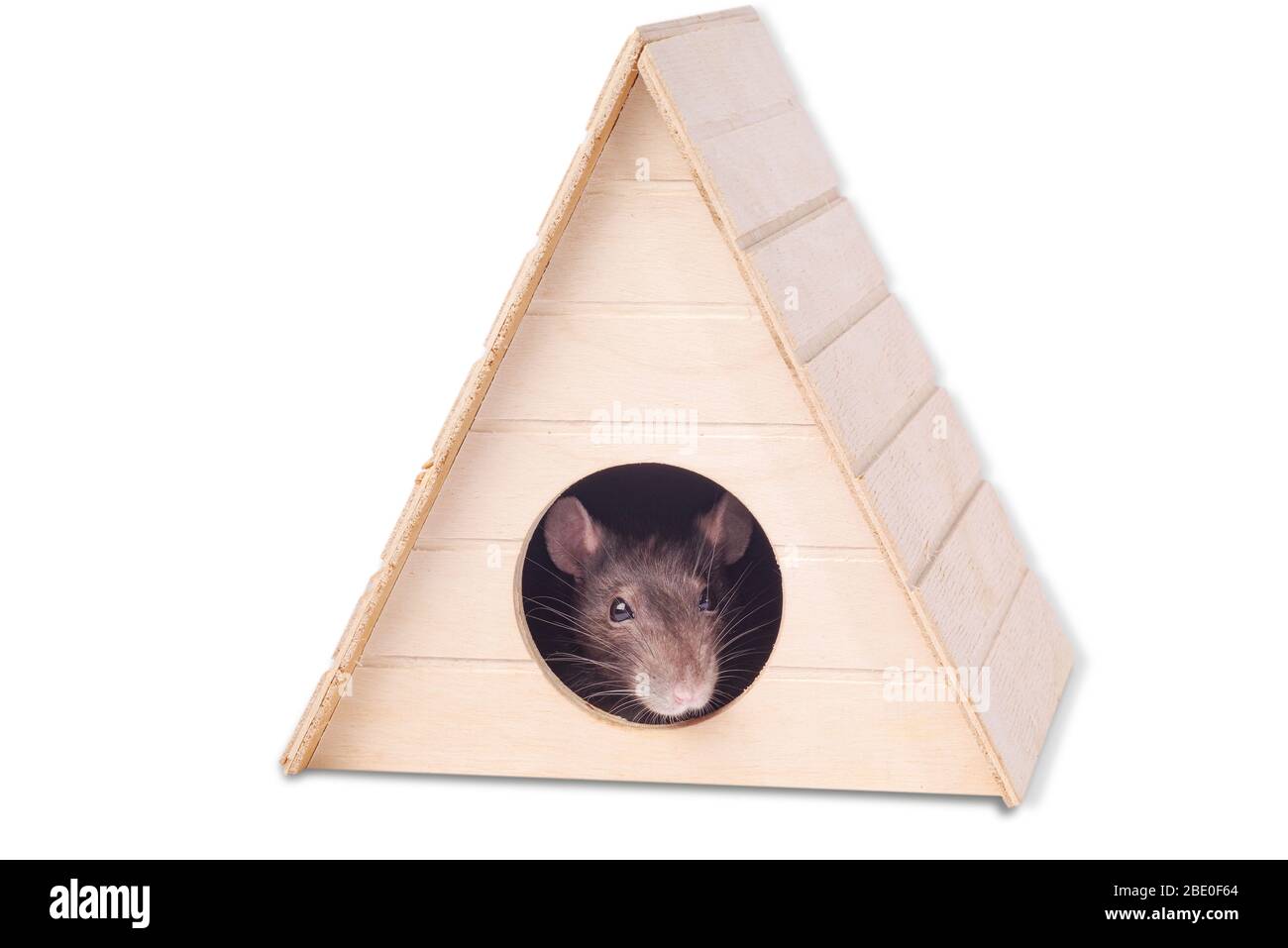 The mouse looks in a round hole .Rat in the house.Muzzle of a gray rat ...
