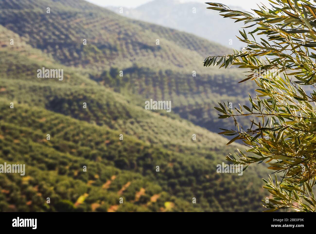 A color image of a panoramic view of olive grove and some branches and ...