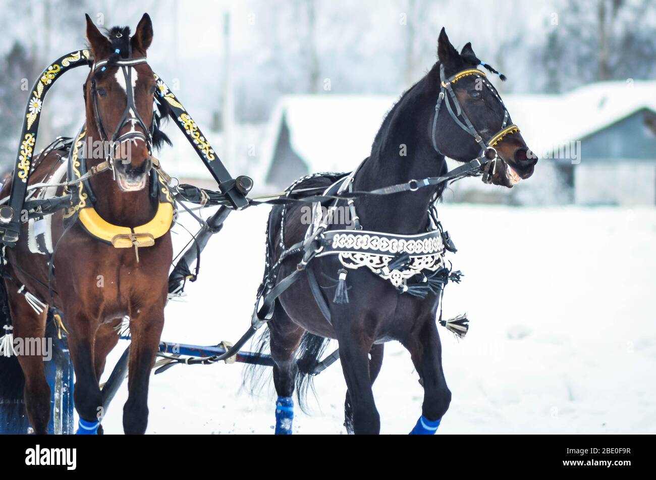 Russian troika hi-res stock photography and images - Alamy