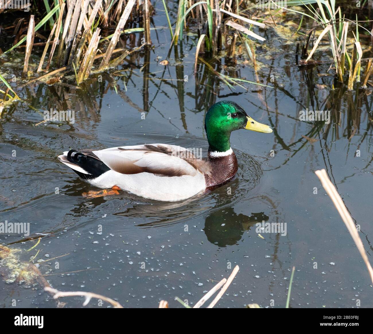 Mallard duck on marsh hi-res stock photography and images - Alamy