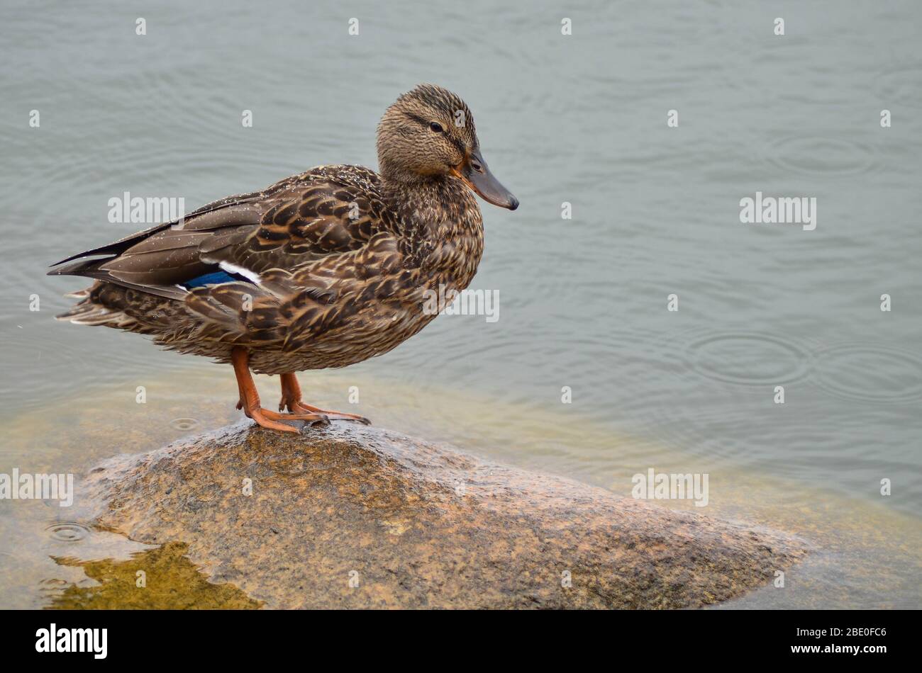 Duck on the river. Birds and animals in wildlife Stock Photo - Alamy