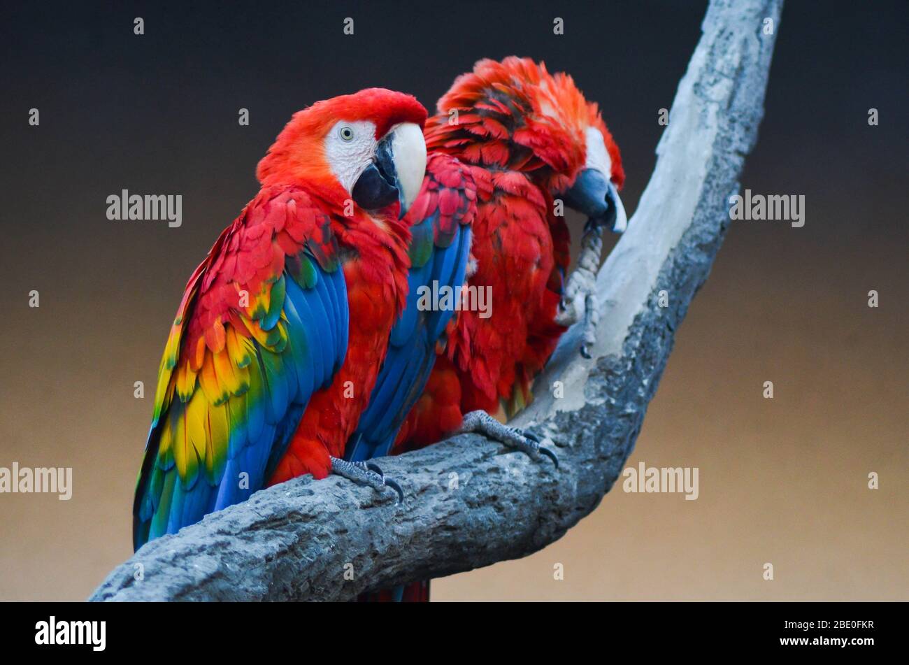 Parrots on the tree in zoo Stock Photo - Alamy