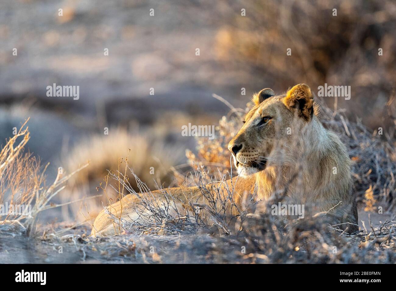 Desert lions hi-res stock photography and images - Alamy