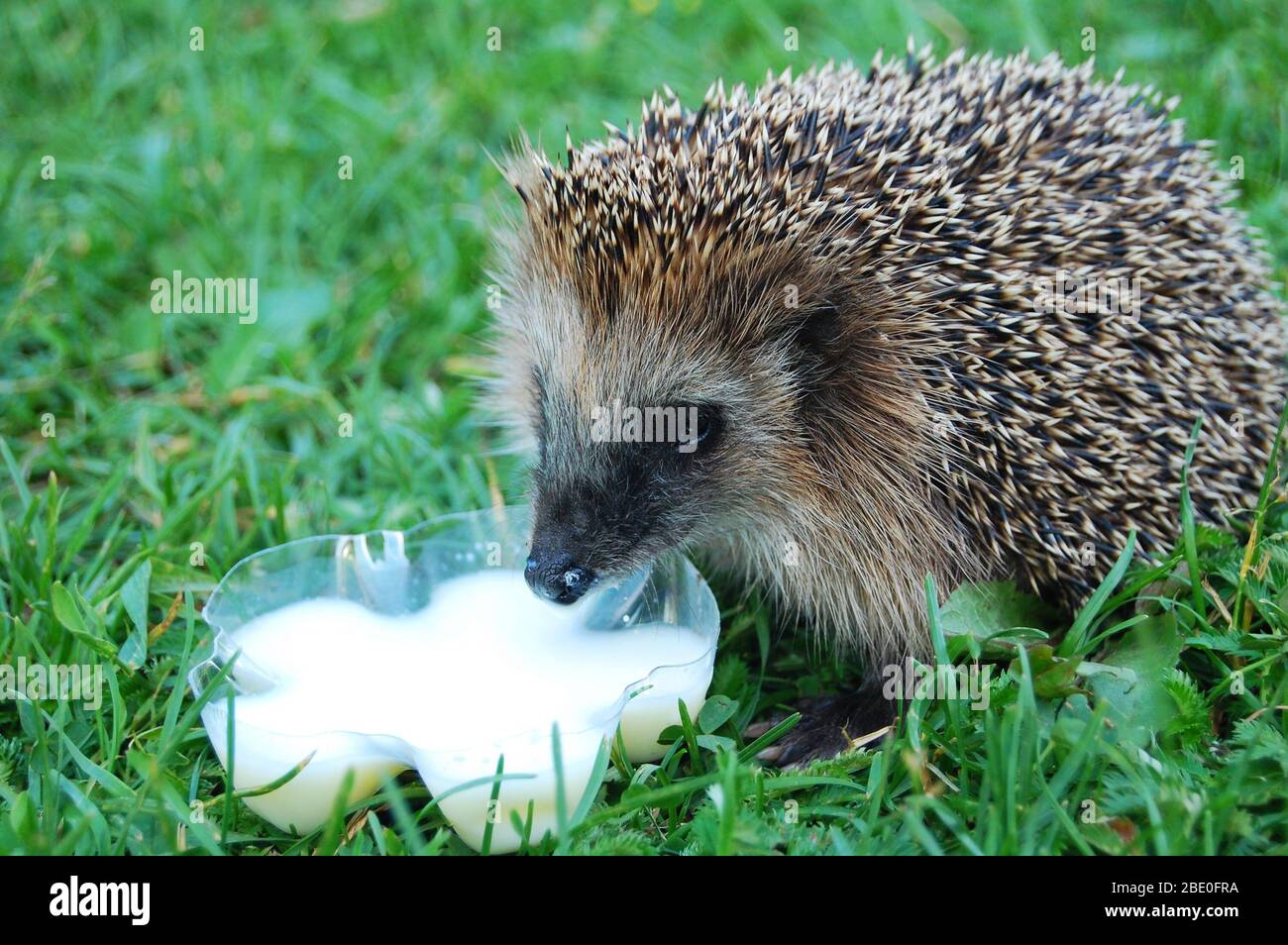 Hedgehog on the grass Stock Photo - Alamy