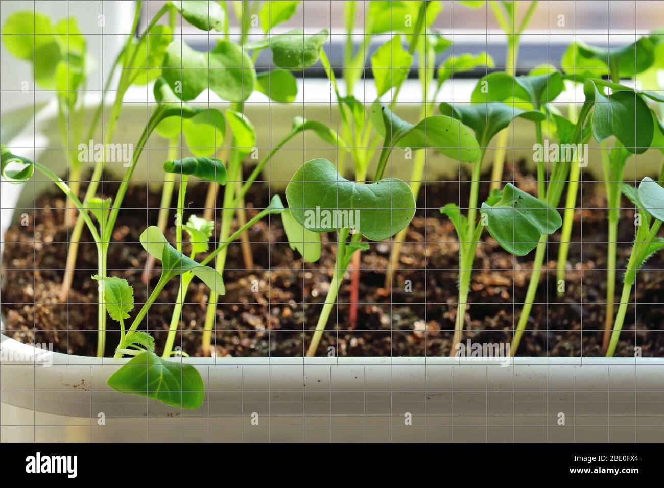 Radish seedlings close up growing on the windowsill in a plastic pot ...