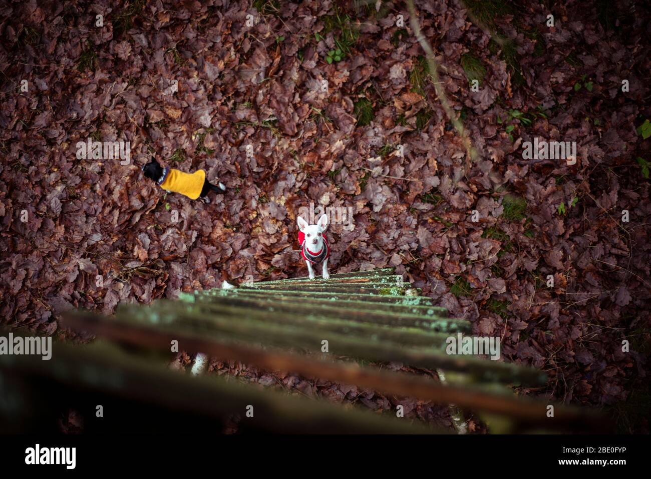 birds eye view of two chihuahua dogs looking up ladder on forrest leaf ...