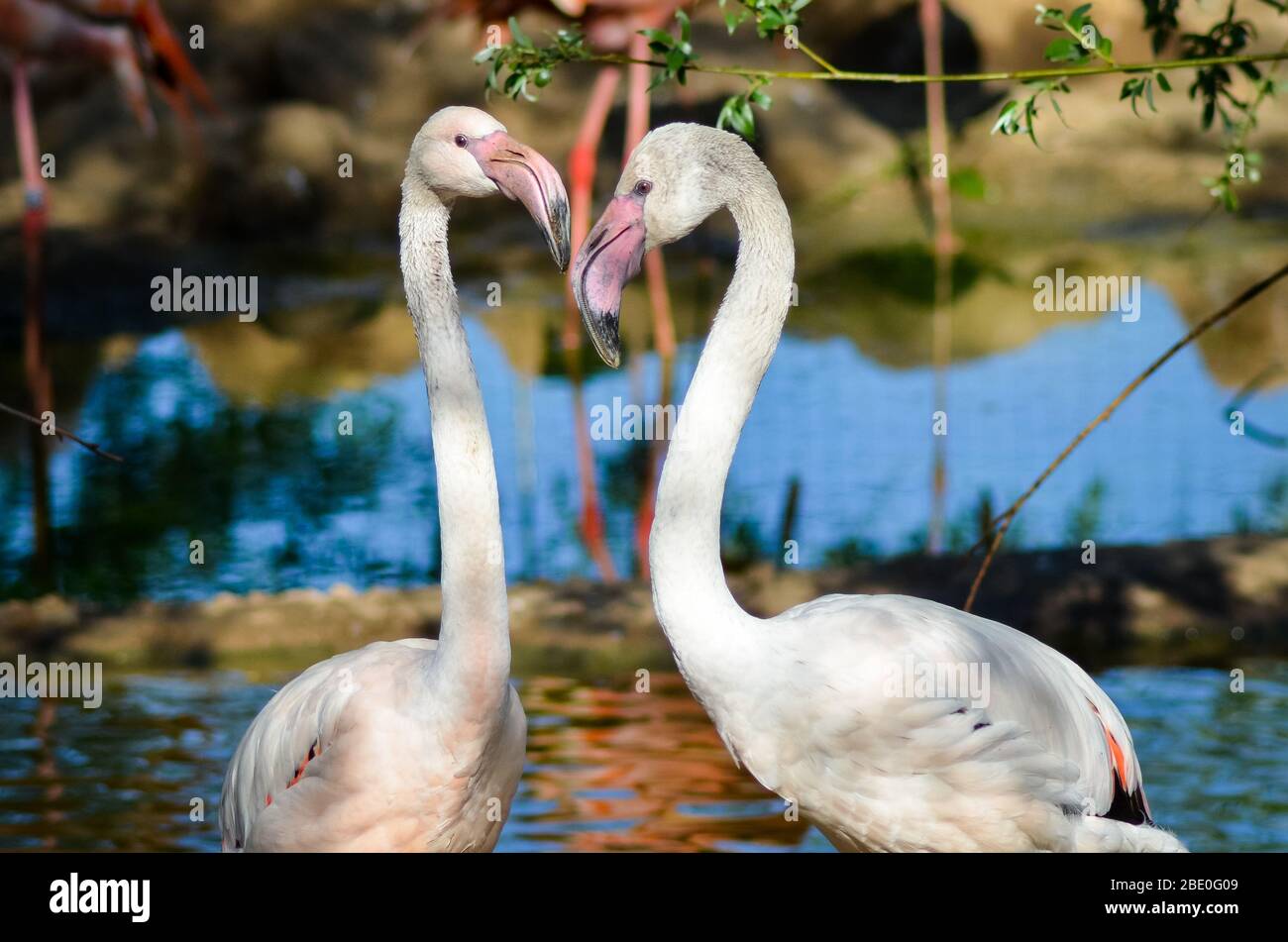 Two grey flamingos looking at each other Stock Photo - Alamy