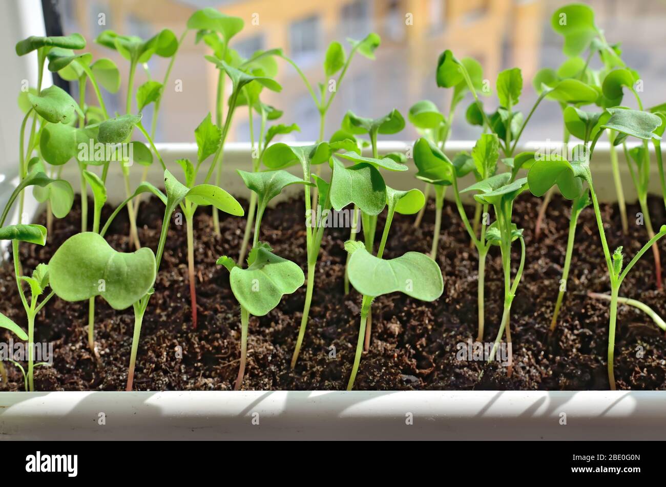 Radish seedlings close up growing on the windowsill in a plastic pot ...
