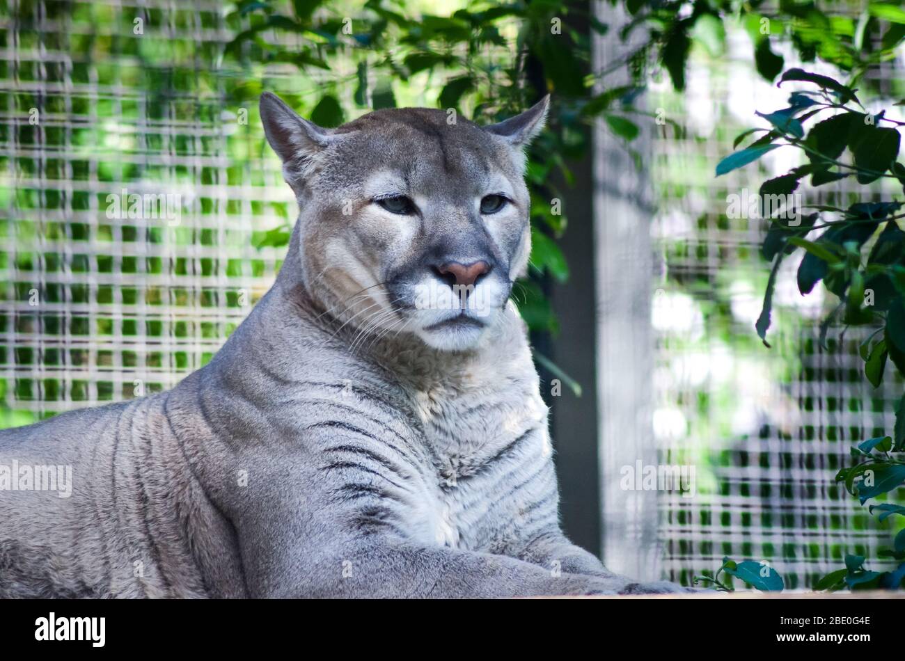Big wild cat hi-res stock photography and images - Alamy