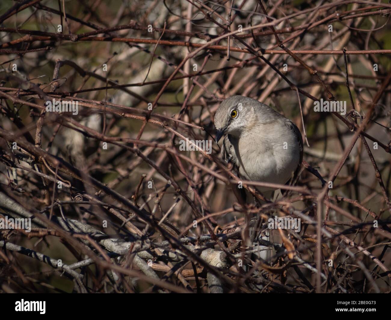 Animal in the wild Stock Photo - Alamy
