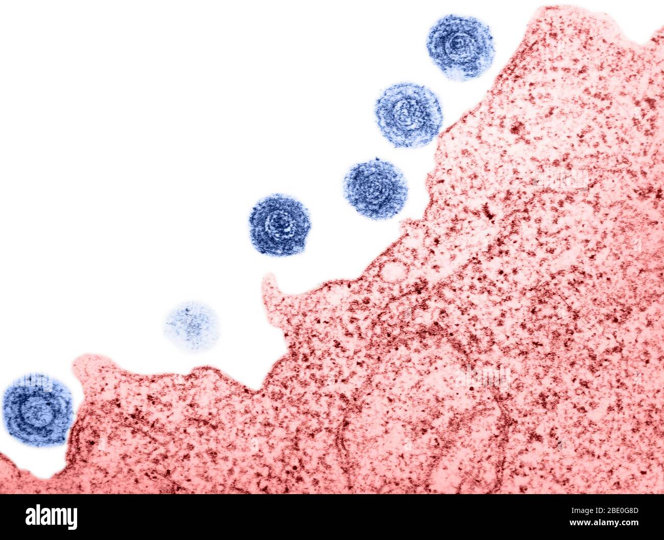 Dna and t lymphocyte hi-res stock photography and images - Alamy