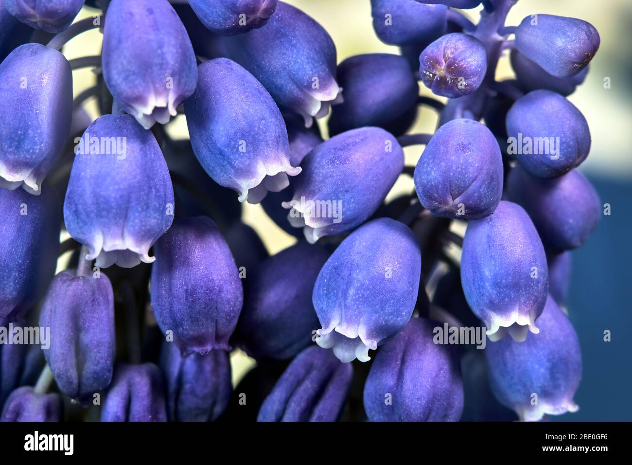 Details of a beautiful blue muscari flower in the spring in the garden ...