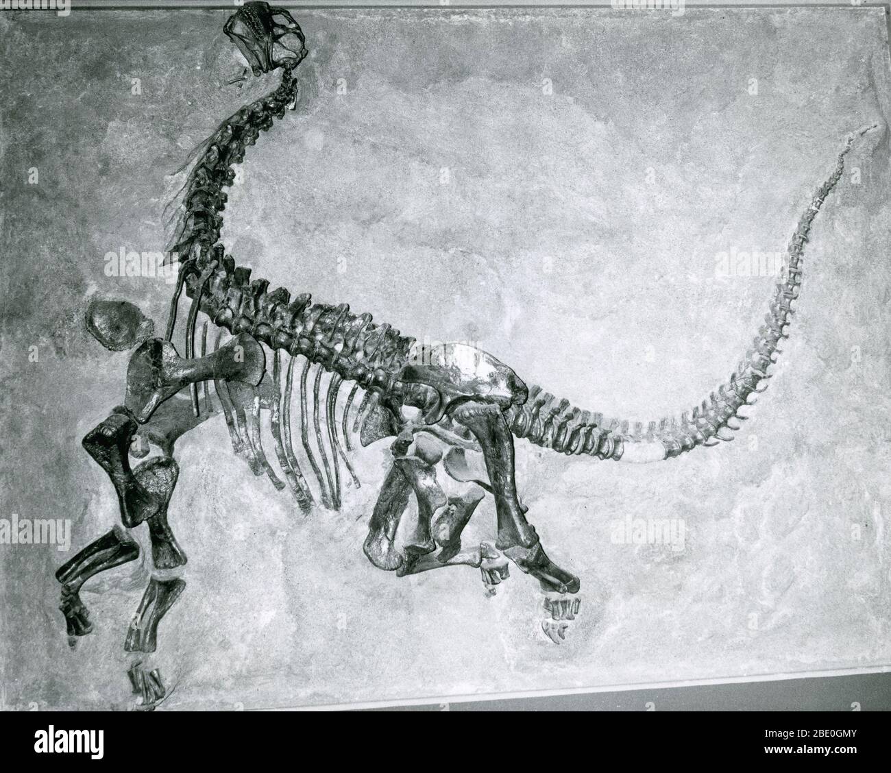 Dakosaurus Skeleton