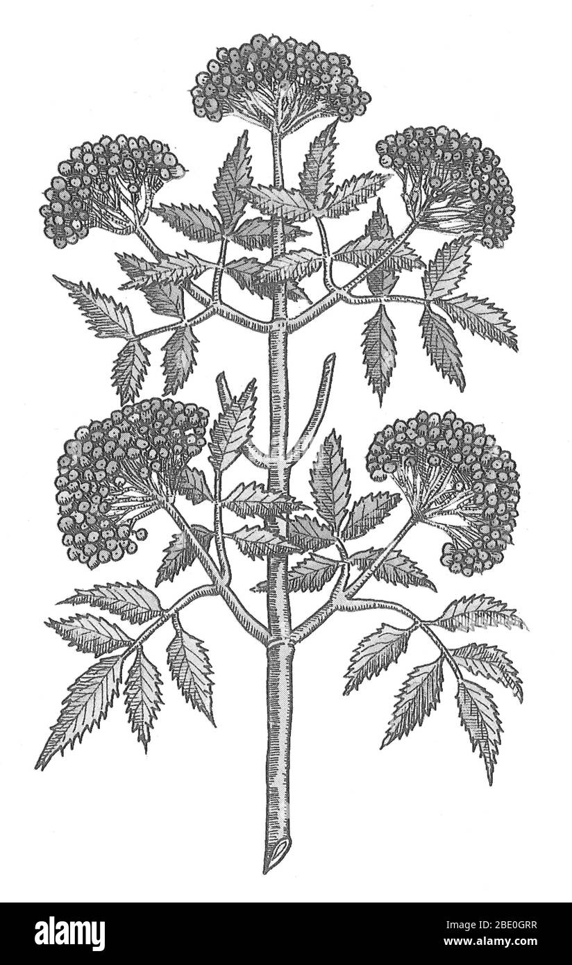 An illustration of common elder Stock Photo - Alamy