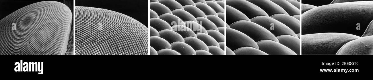 Comparison of a deer fly eye viewed under a scanning electron ...