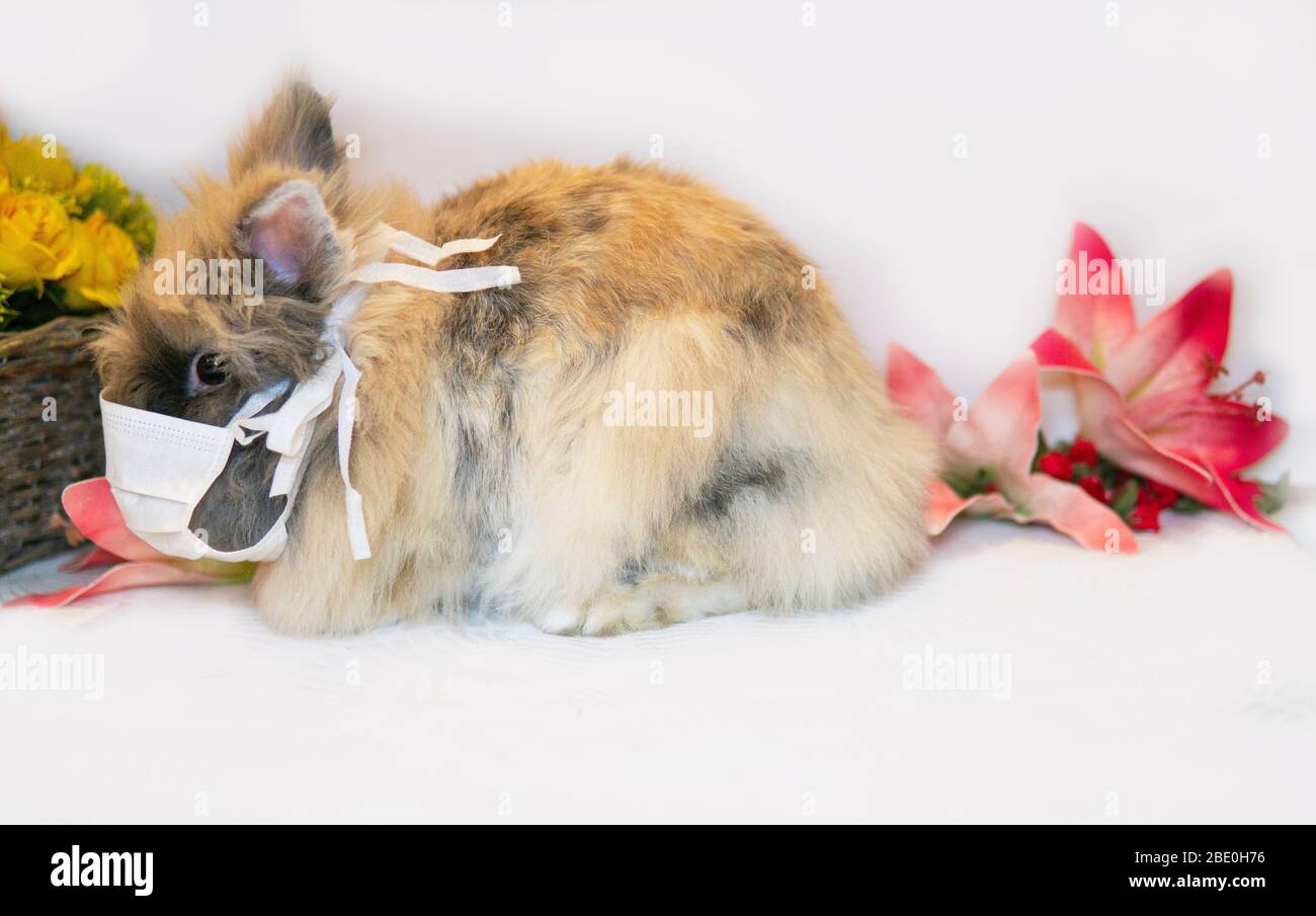 Closeup cute bunny face hi-res stock photography and images - Alamy