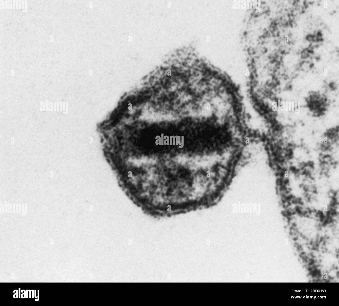 Transmission Electron Micrograph (TEM) of the HIV-1 virus. The human ...