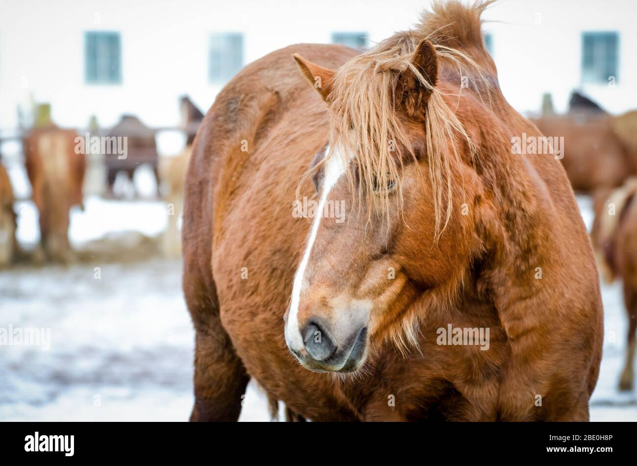 Portrait of a red horse Stock Photo - Alamy