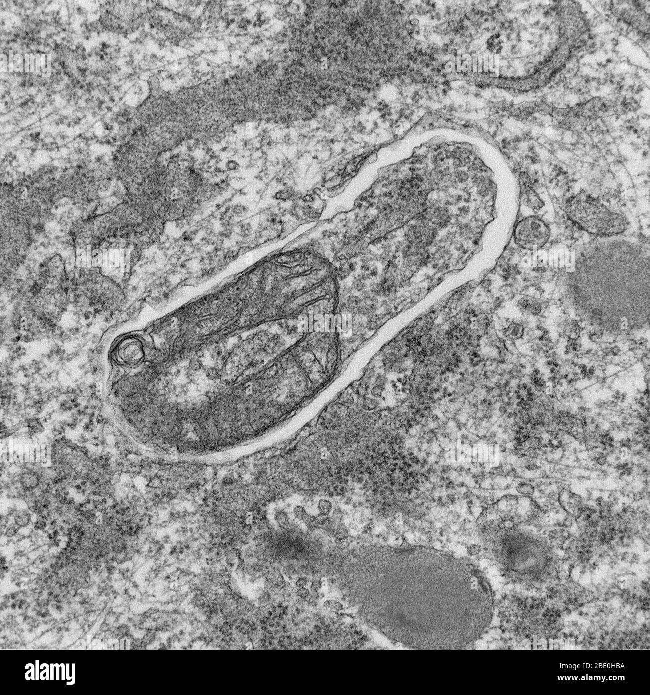 Cellular magnification Black and White Stock Photos & Images - Alamy