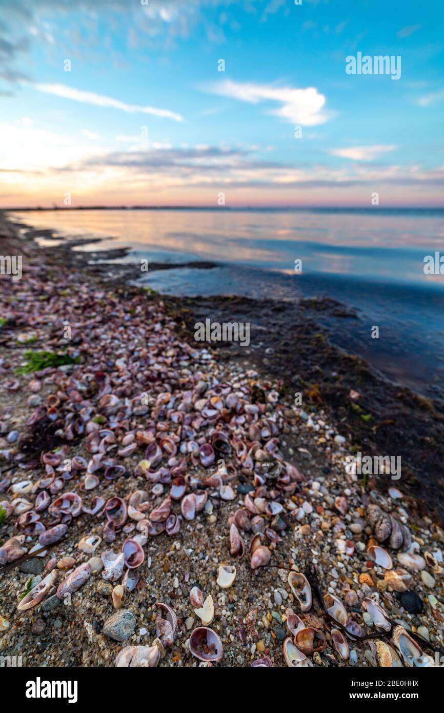 Sea shells beach hi-res stock photography and images - Alamy