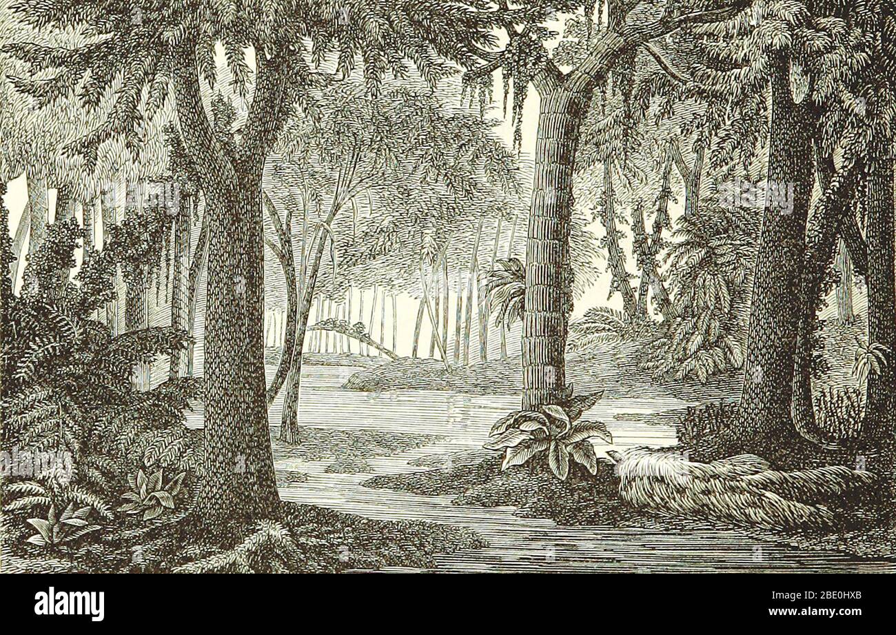 Devonian period hi-res stock photography and images - Alamy