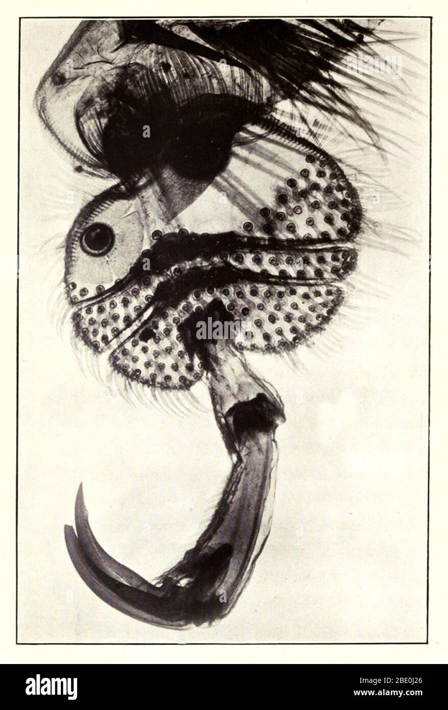 Beetle Foot High Resolution Stock Photography and Images - Alamy