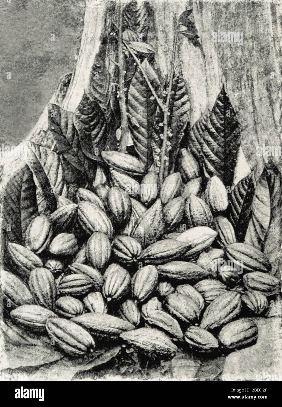 Aztecs Cocoa Beans