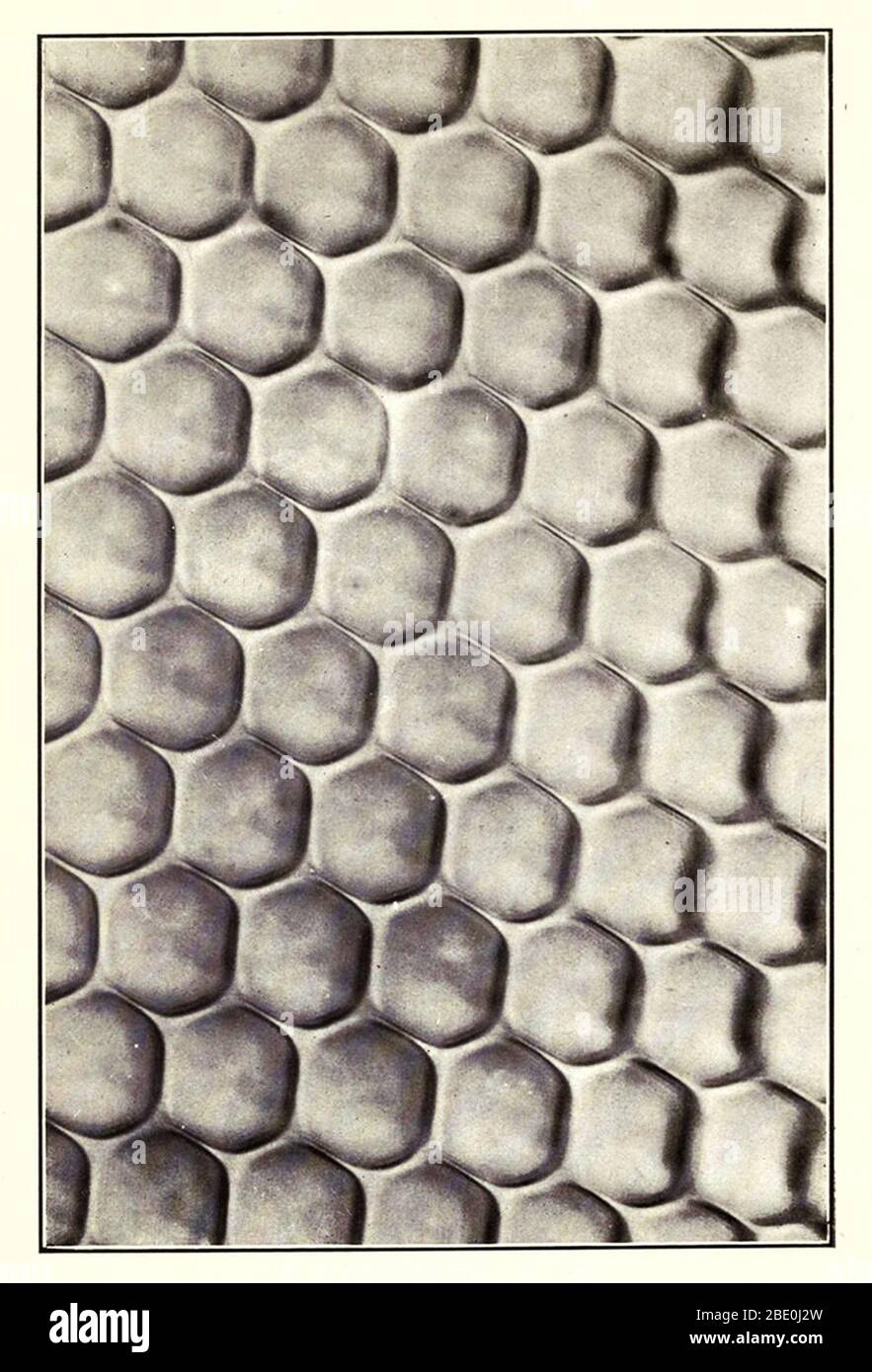 Portion of beetle's eye. Magnification: 550x. Photomicrograph made by ...