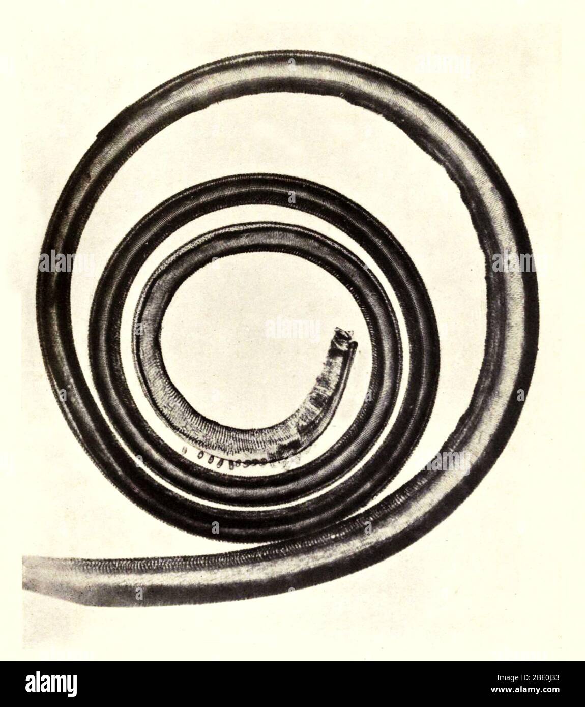 Butterfly's tongue. Magnification: 50x. Photomicrograph made by Arthur ...