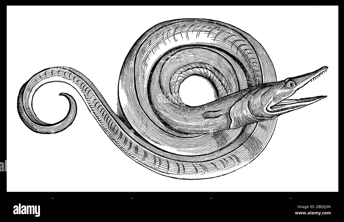 Sea monsters are sea-dwelling mythical or legendary creatures, often ...