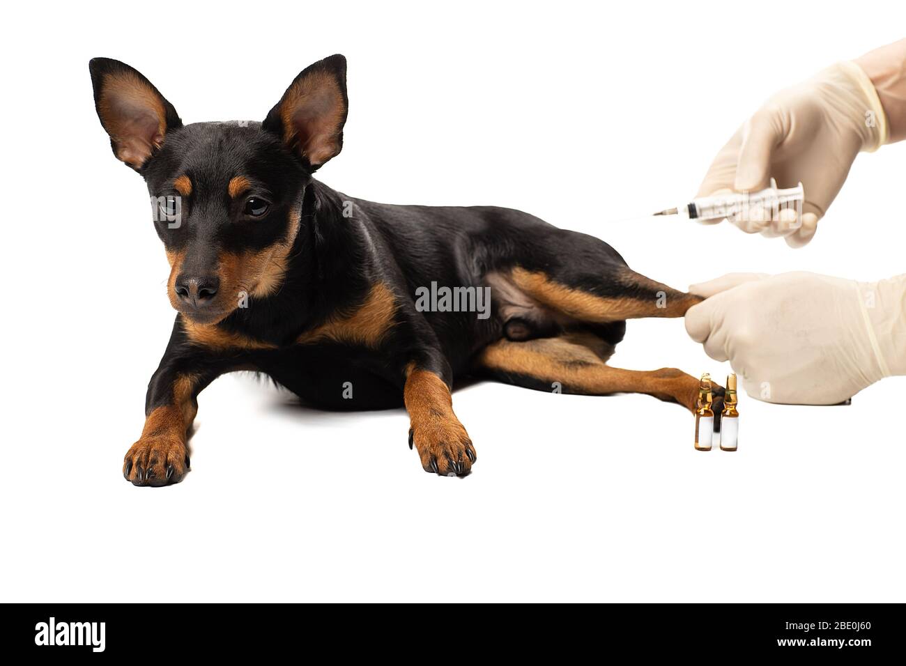 The dog is given an injection on a white background in the Studio Stock ...