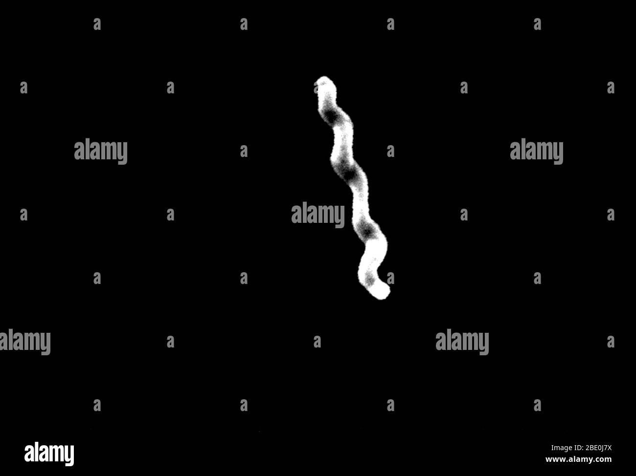 SEM (Scanning Electron Micrograph) of Campylobacter jejuni, a gram ...