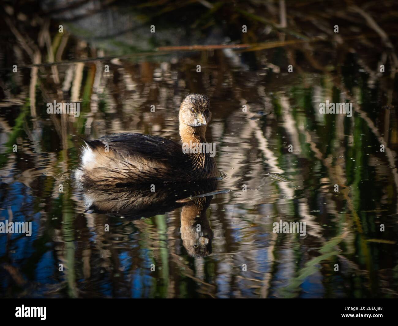 Animal in the wild Stock Photo - Alamy