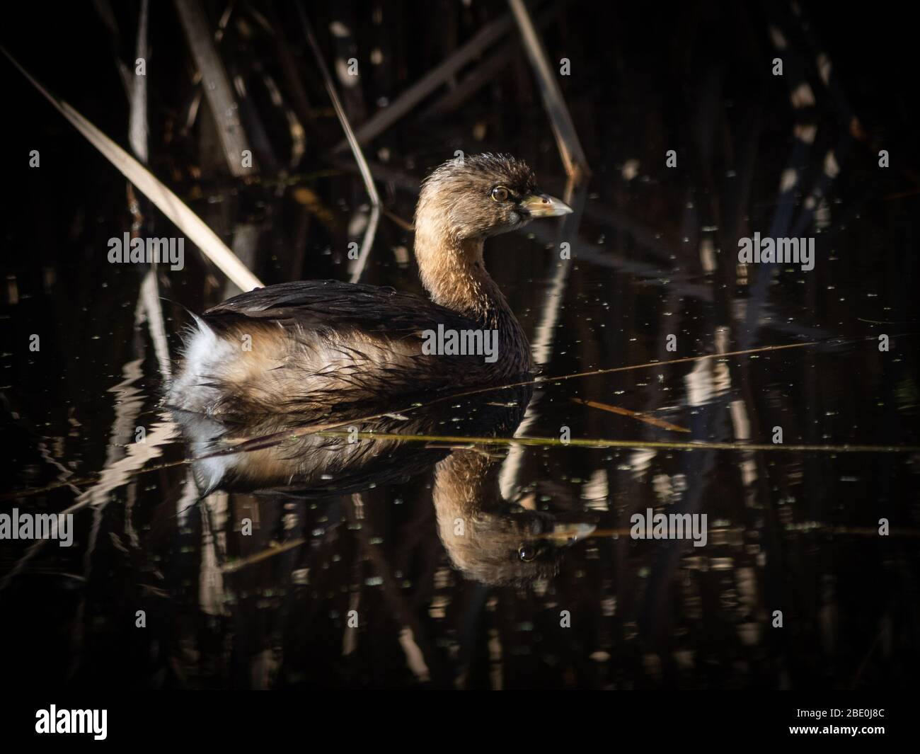 Animal in the wild Stock Photo - Alamy