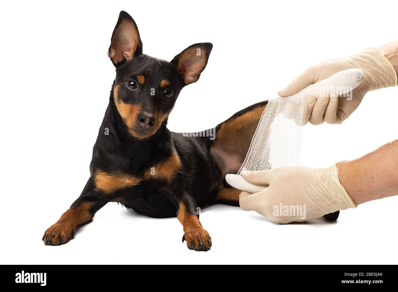 A dog's leg is bandaged in a Studio Stock Photo - Alamy