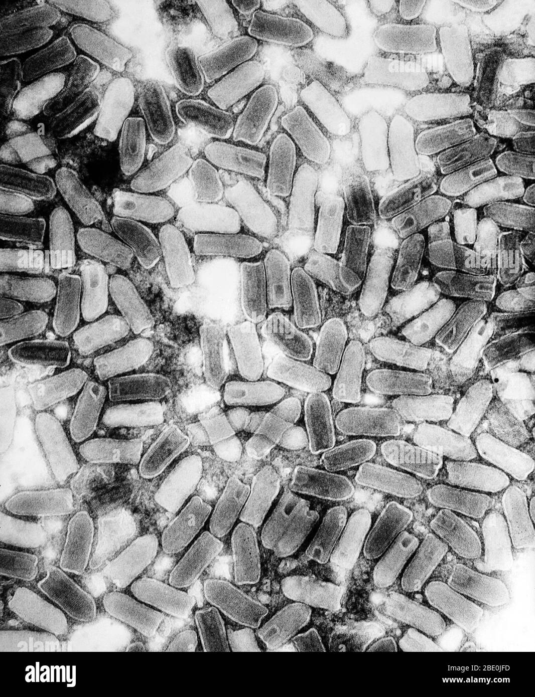 Single stranded rna hi-res stock photography and images - Alamy