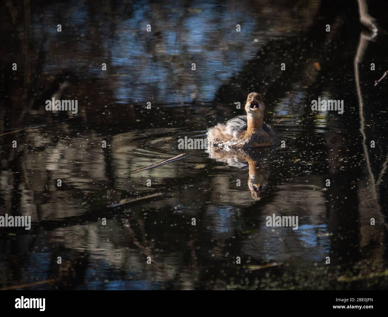 Animal in the wild Stock Photo - Alamy