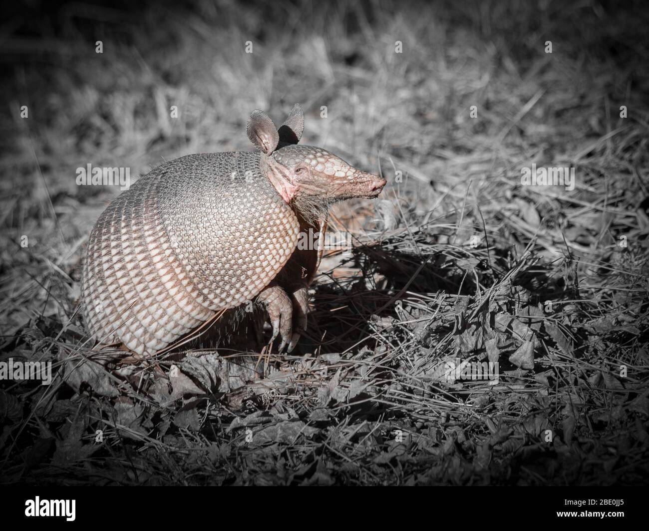 Animal in the wild Stock Photo - Alamy