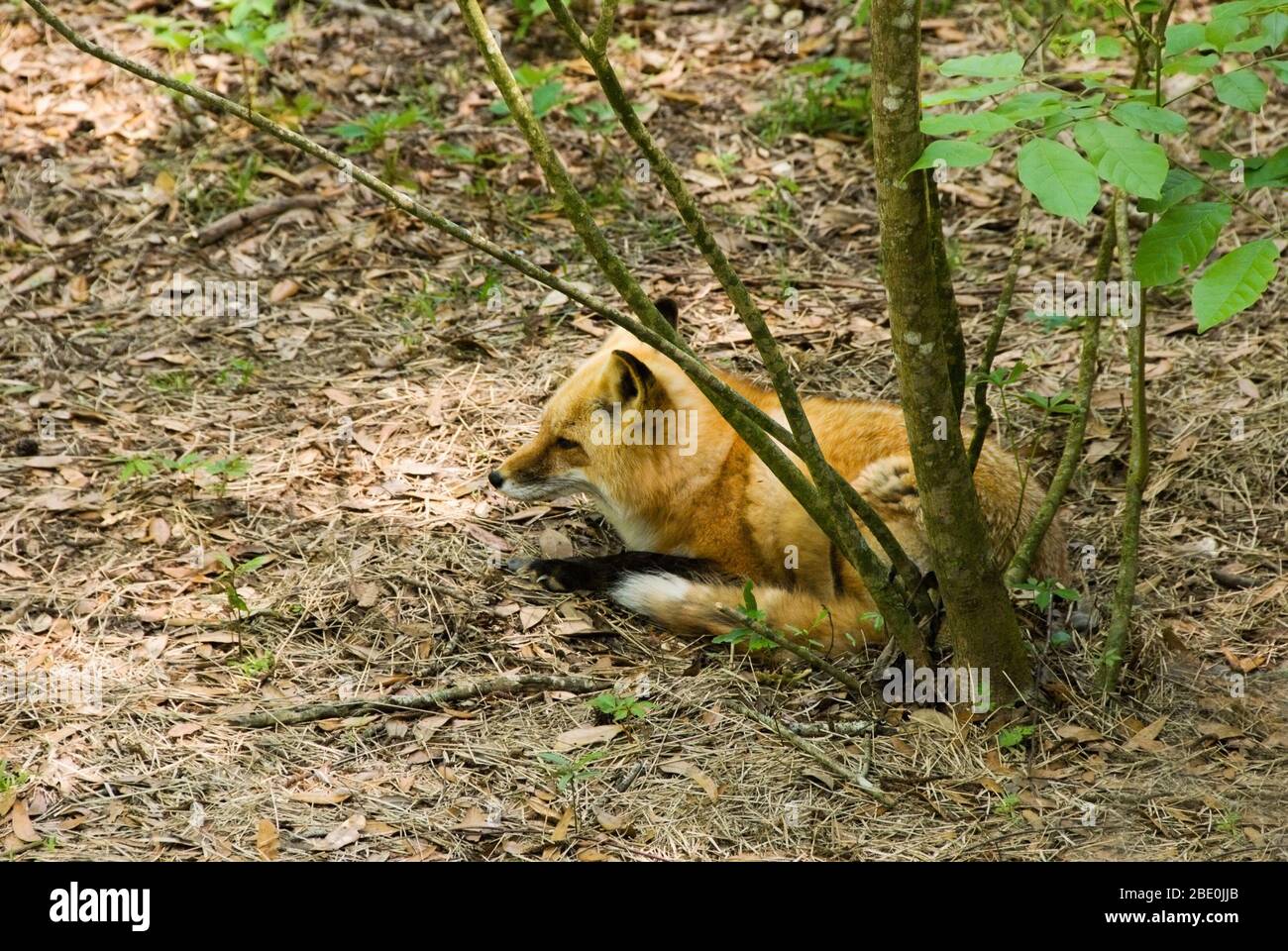 Fox lying down hi-res stock photography and images - Alamy