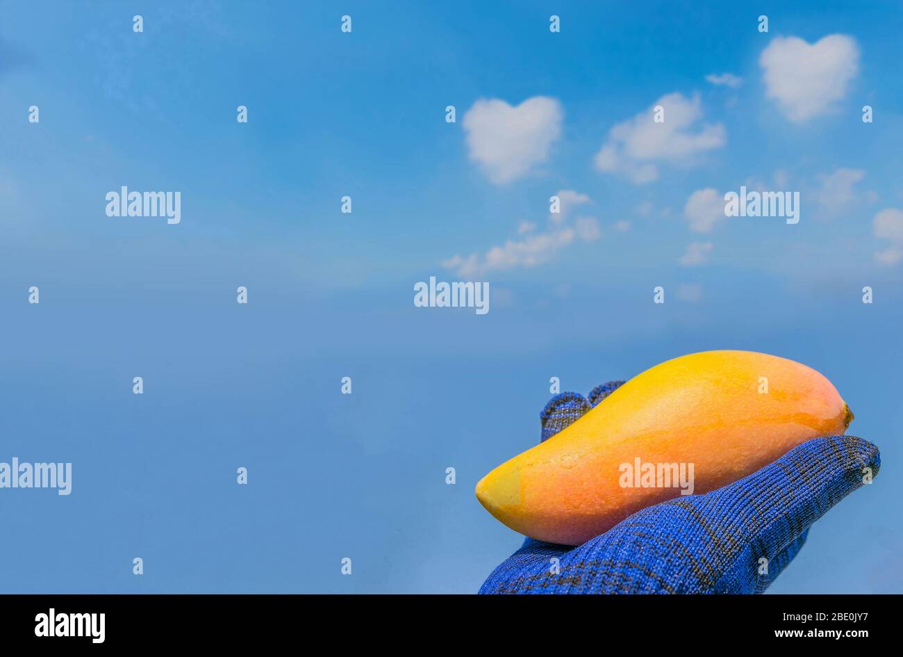 The hand with the glove are catching the ripe of mango with the blue ...