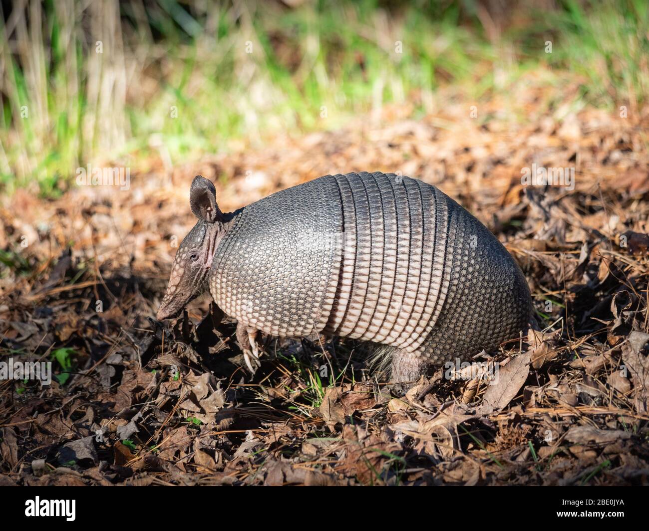 Animal in the wild Stock Photo - Alamy