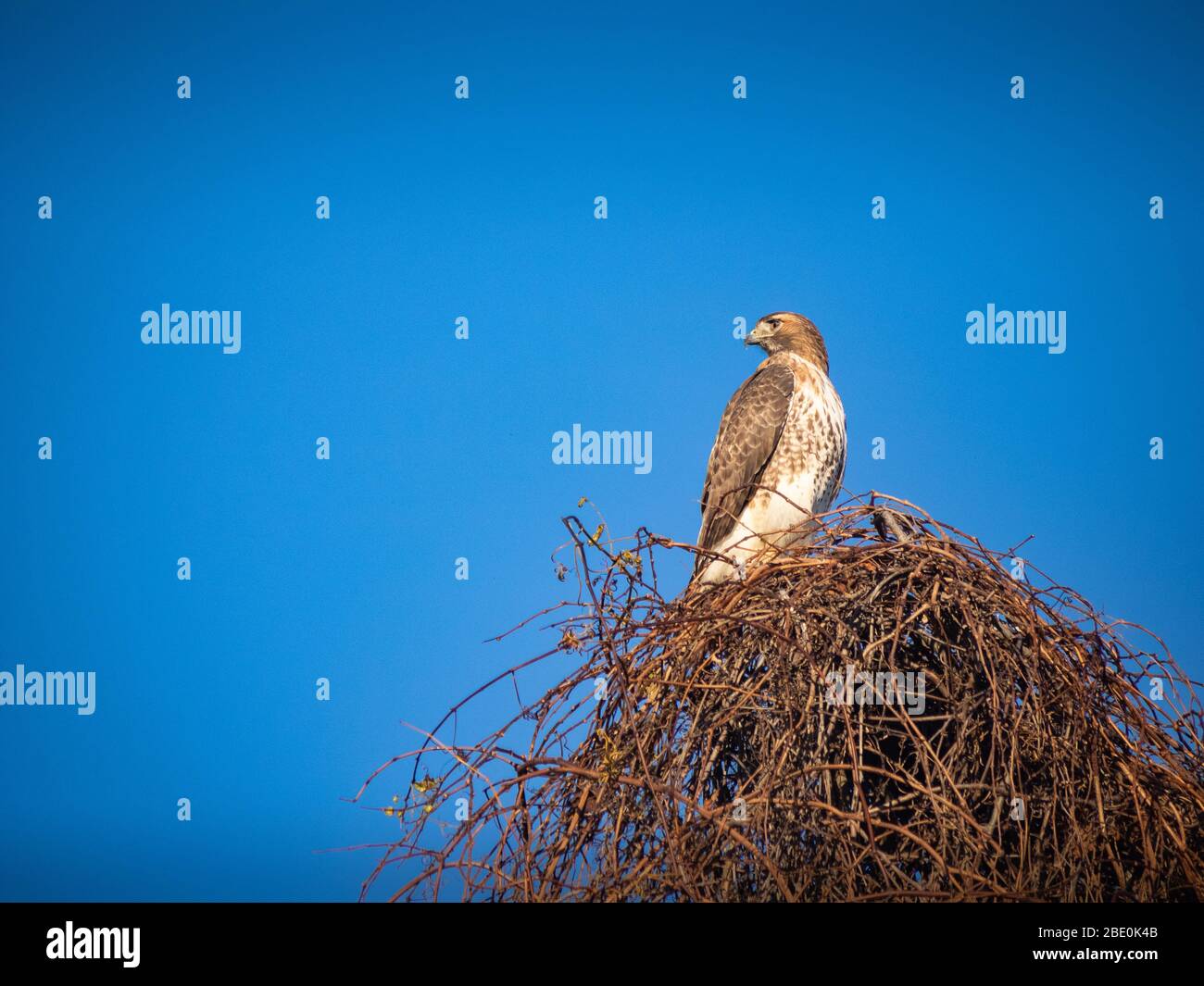 Animal in the wild Stock Photo - Alamy