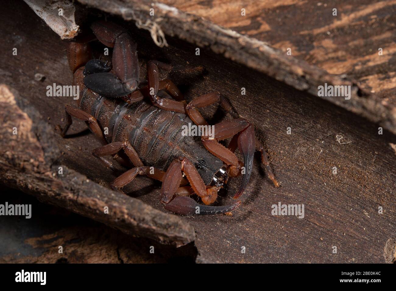 Centruroides Nigrescens