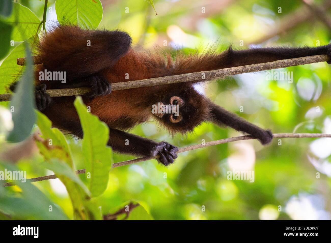 Central American Spider Monkey, Ateles geoffroyi, Cebidae, Corcovado ...