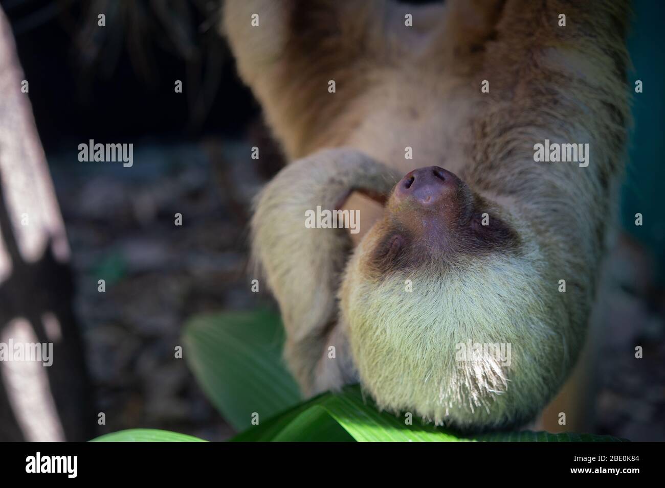 Hoffman's Two-Toed Sloth, Chelopus hofmanni, Megalonychidae, Costa Rica ...