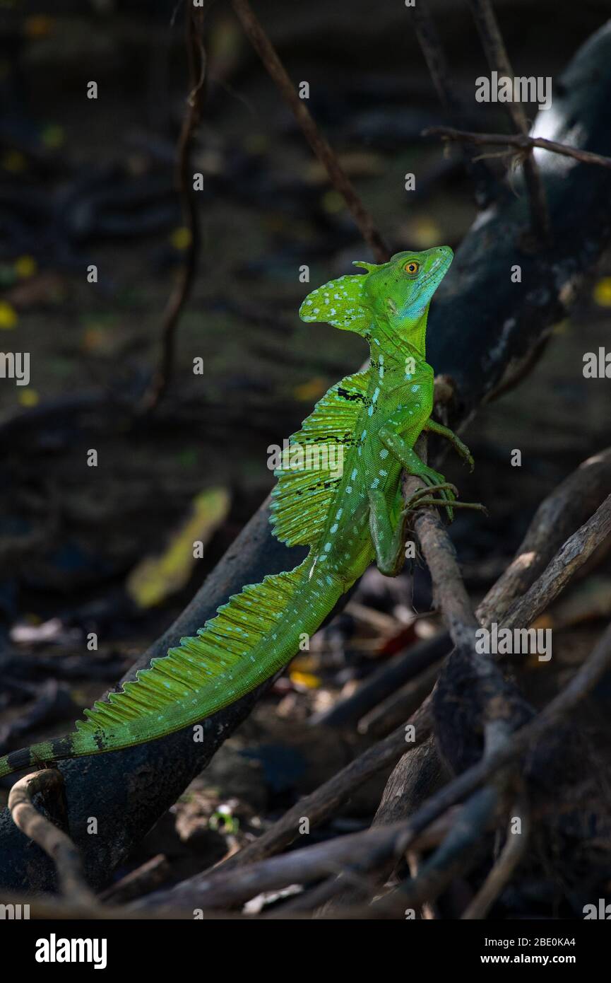 Male of Green Basilisk, Basiliscus plumifrons, Corytophanidae, Caño ...