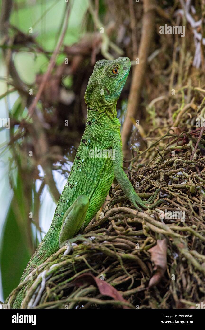 Female basilisk hi-res stock photography and images - Alamy