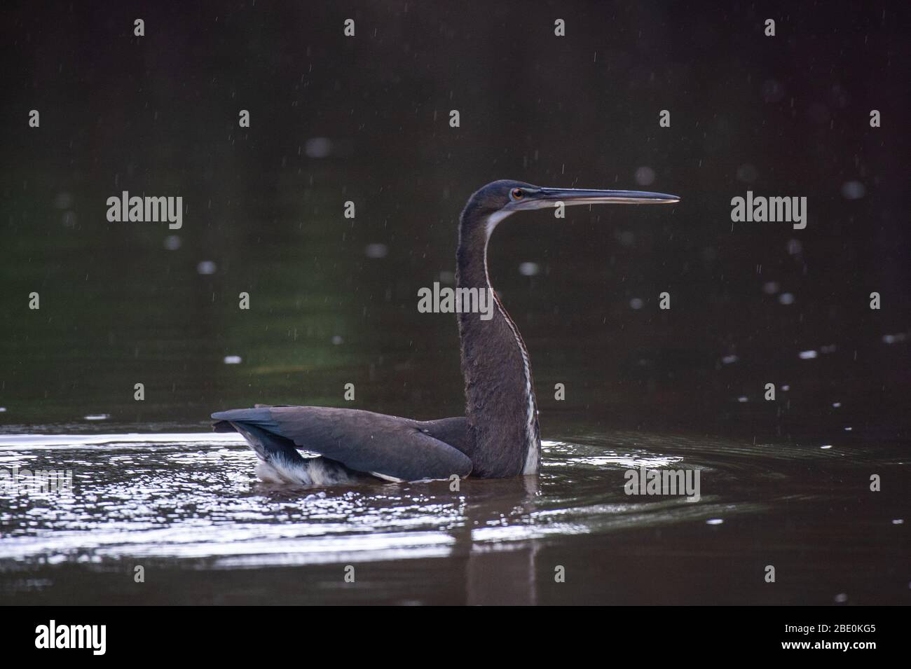 Agami heron hi-res stock photography and images - Alamy