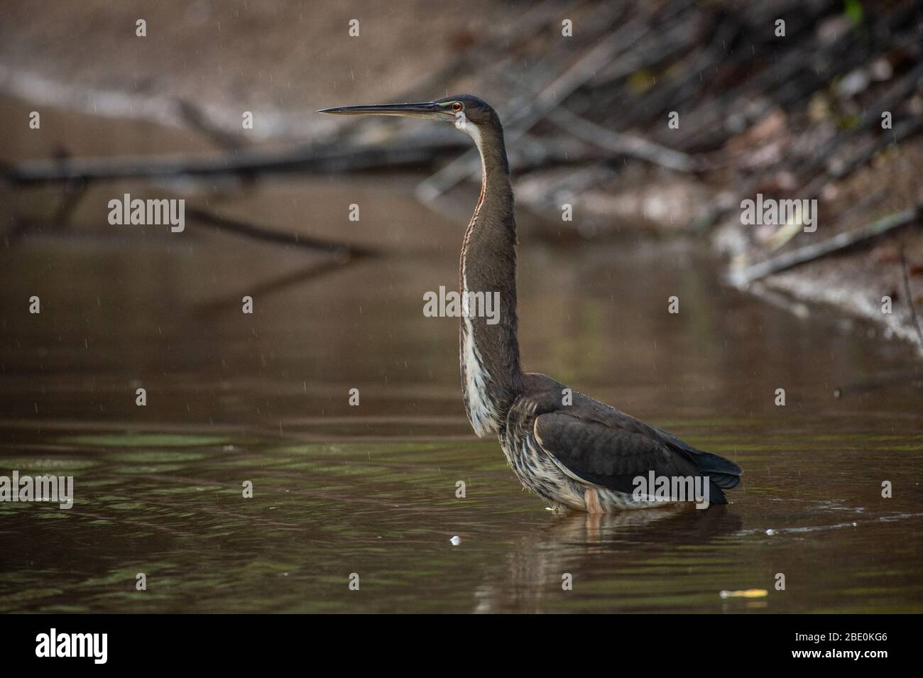 Juvenile agami heron hi-res stock photography and images - Alamy